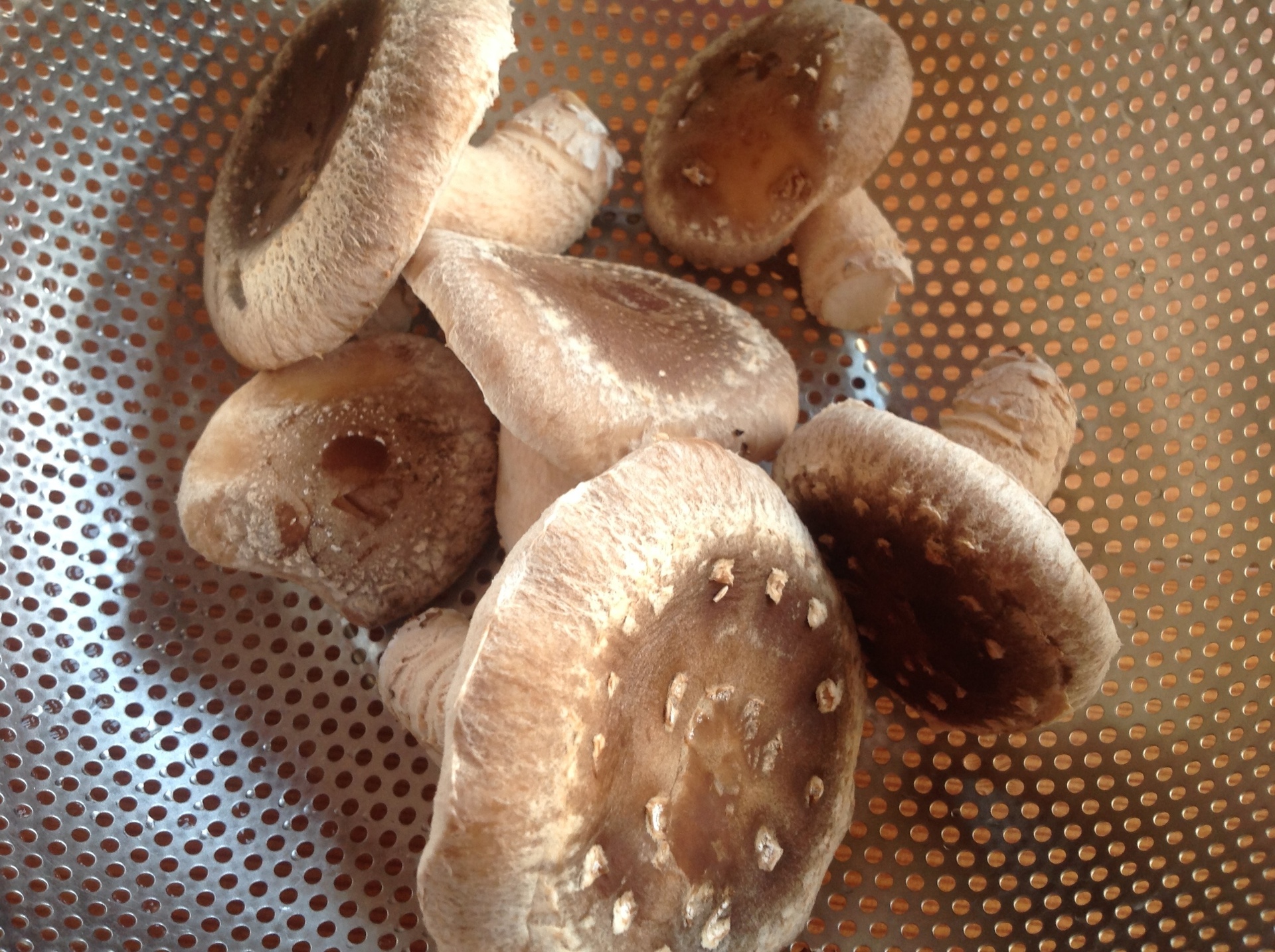 シイタケ初収穫: aureolin